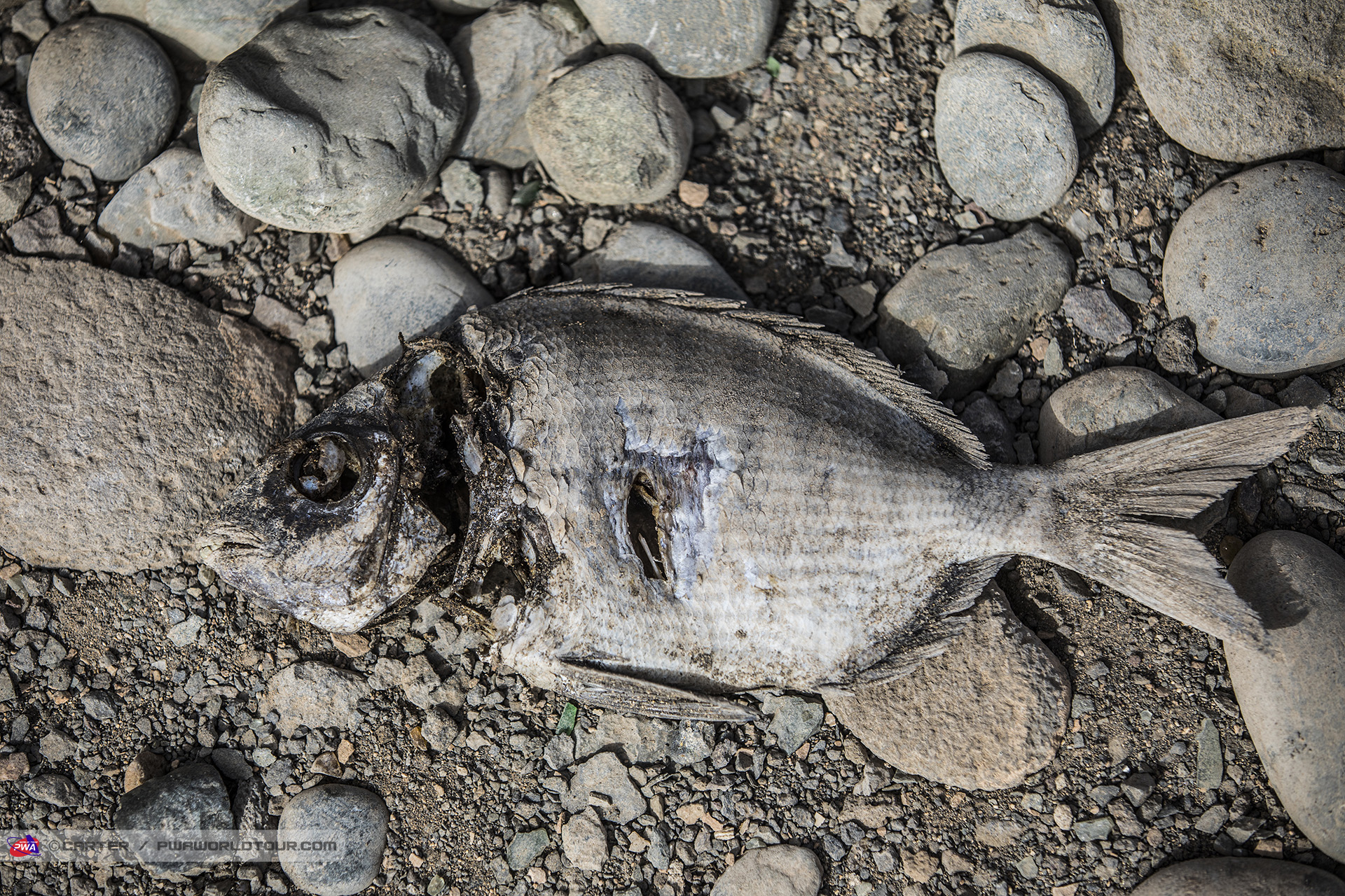 PWA WORLD WINDSURFING TOUR: Pozo 2018