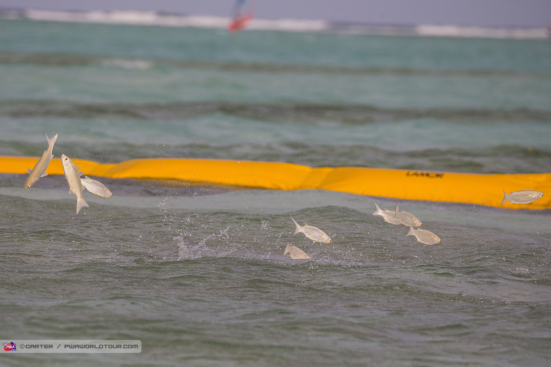 PWA WORLD WINDSURFING TOUR: Forsa Bonaire PWA World Cup